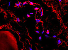 CD227 Antibody – 亞旭生物科技