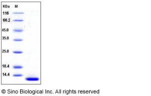 Mouse β-NGF / Beta-NGF Protein – 亞旭生物科技