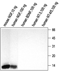 Anti-mNGF Antibody – 亞旭生物科技